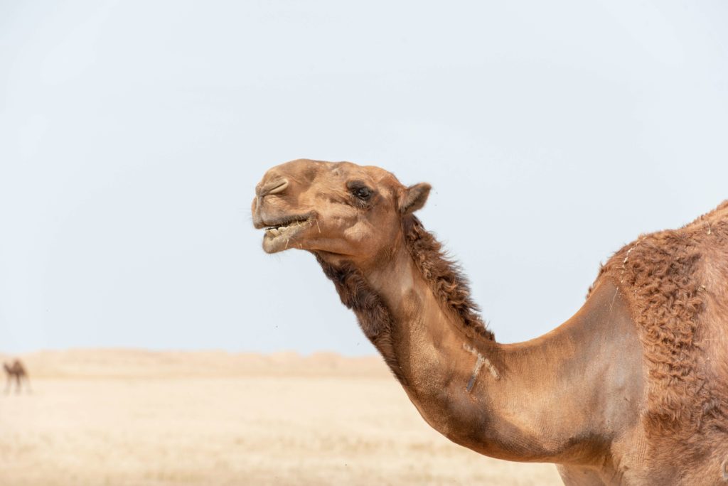 Camel Case : Pratique SEO à Exploiter ou à Bannir